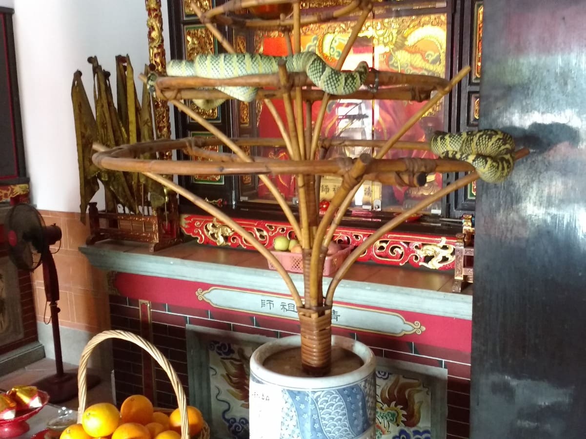 Penang Snake Temple (Malaysia)